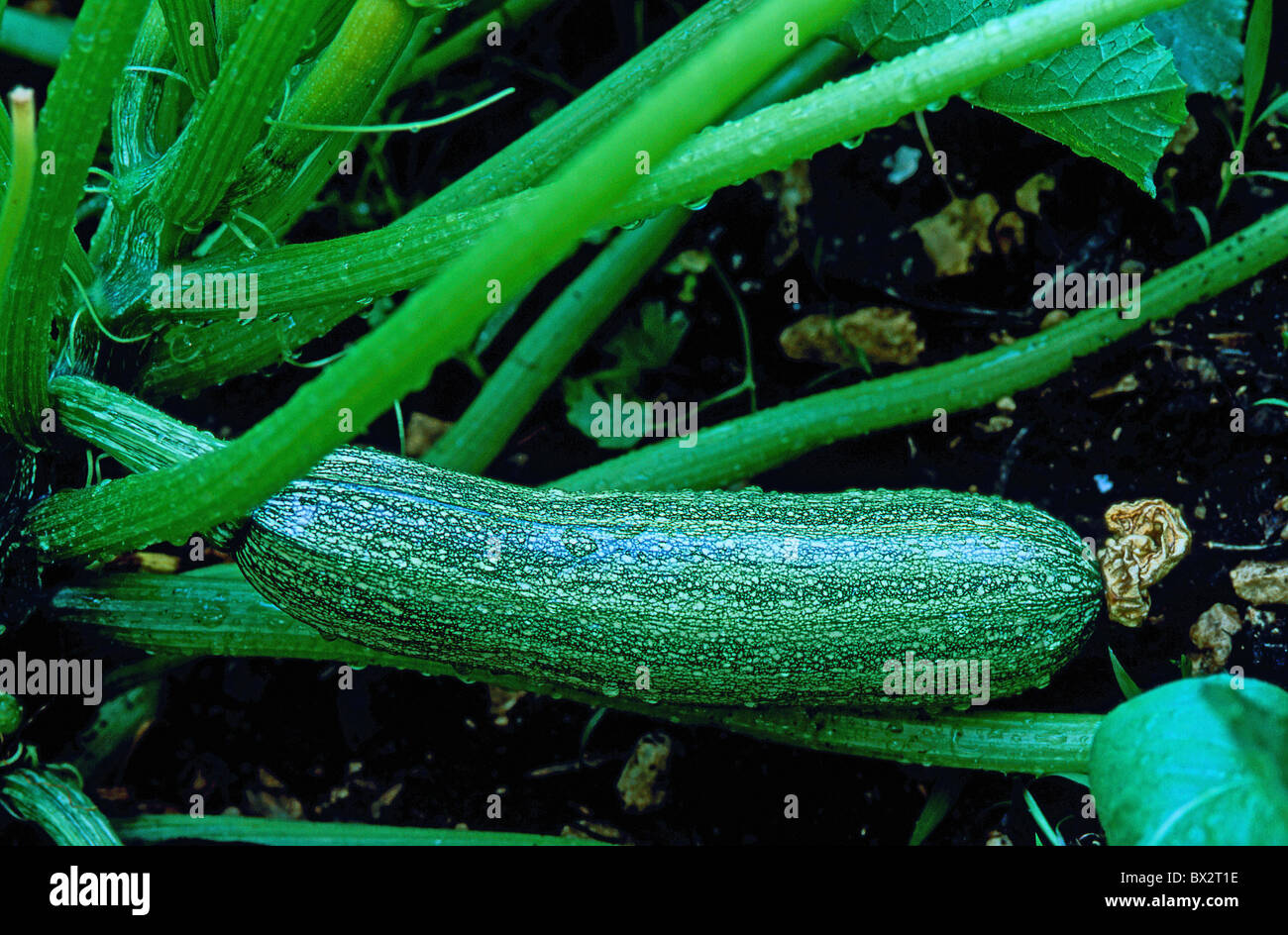 zucchini courgette cucurbita pepo garden pumpkin pumpkin vegetable food ...