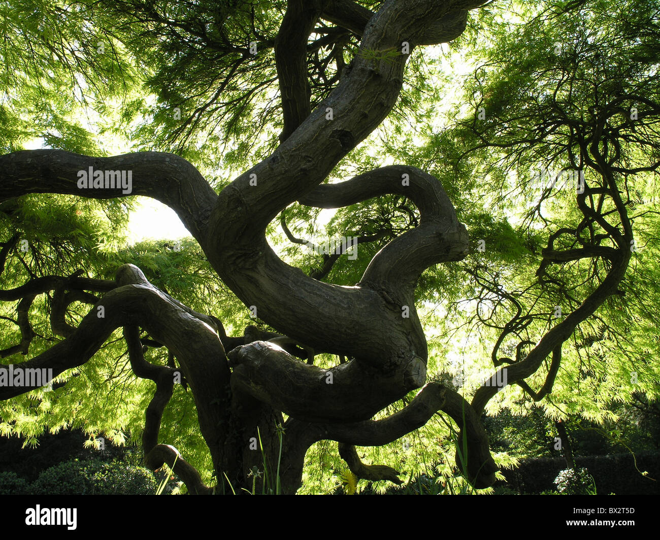 back exotic green gulped light mood nature scenery landscape spring ...