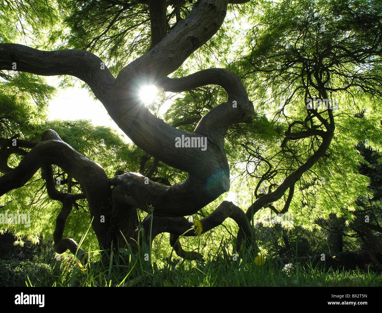 back exotic green gulped light mood nature scenery landscape spring ...