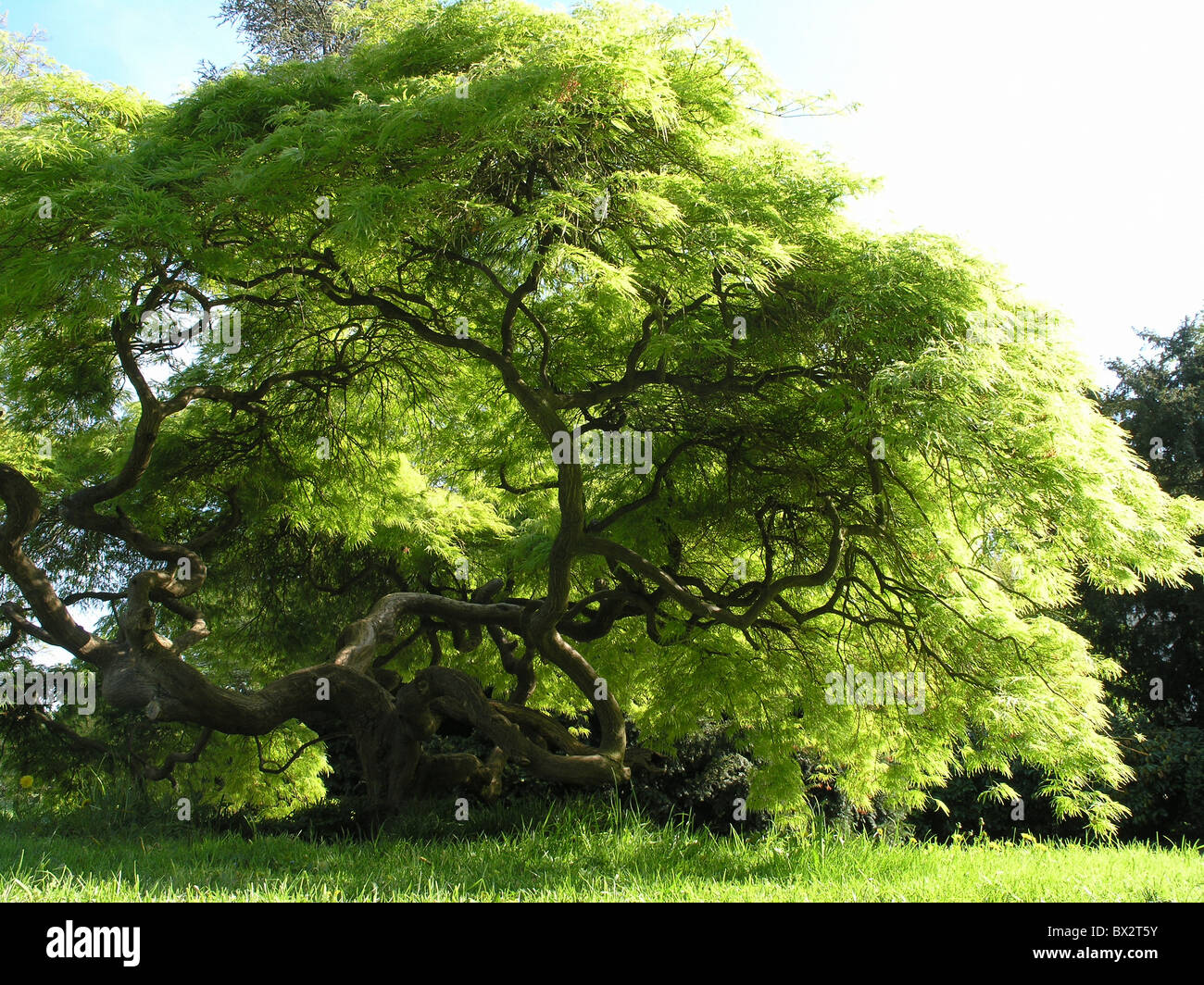 exotic green gulped meadow mood nature scenery landscape spring tied ...