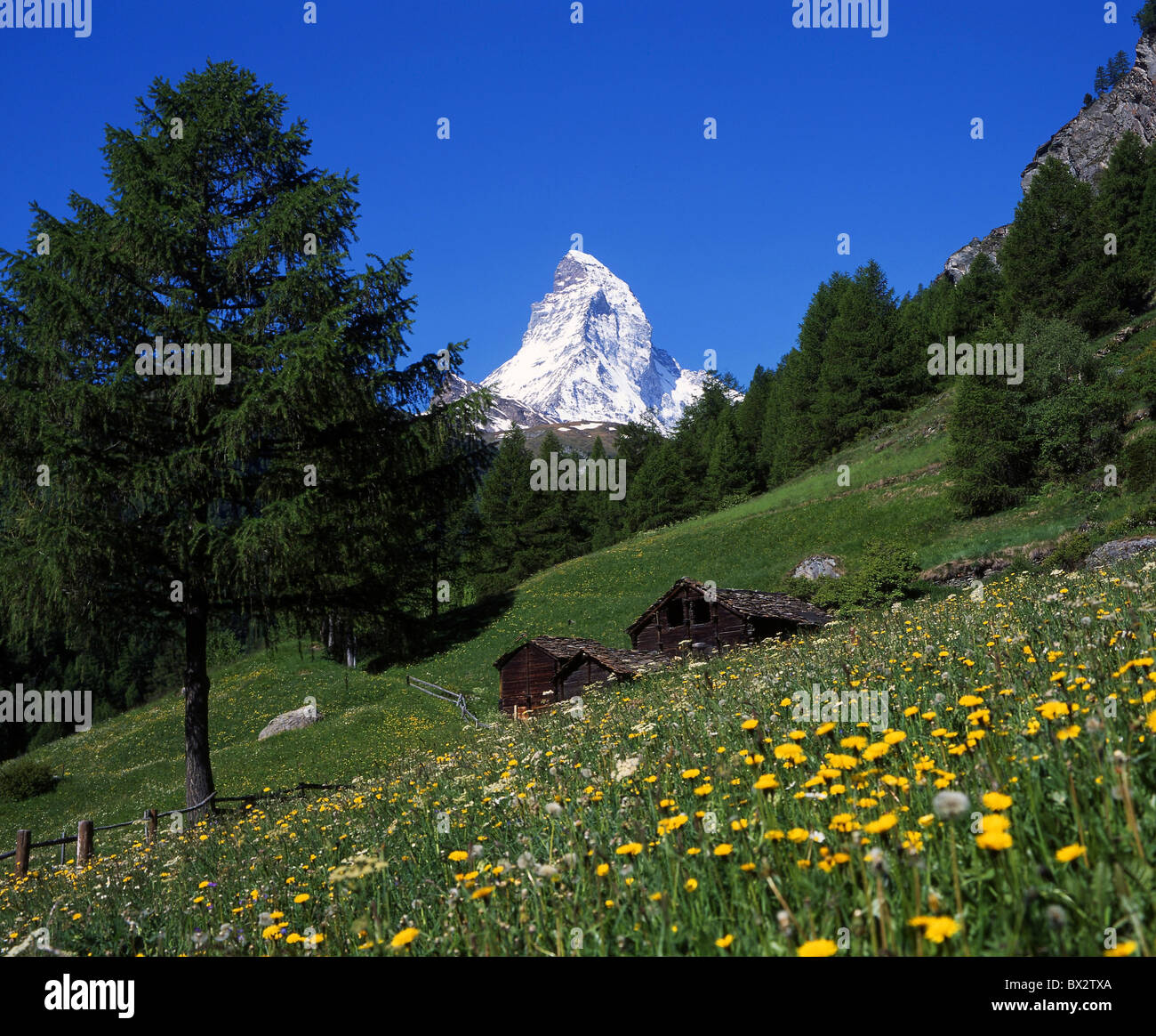 Matterhorn above Zermatt cabin huts meadow flower meadow scenery ...