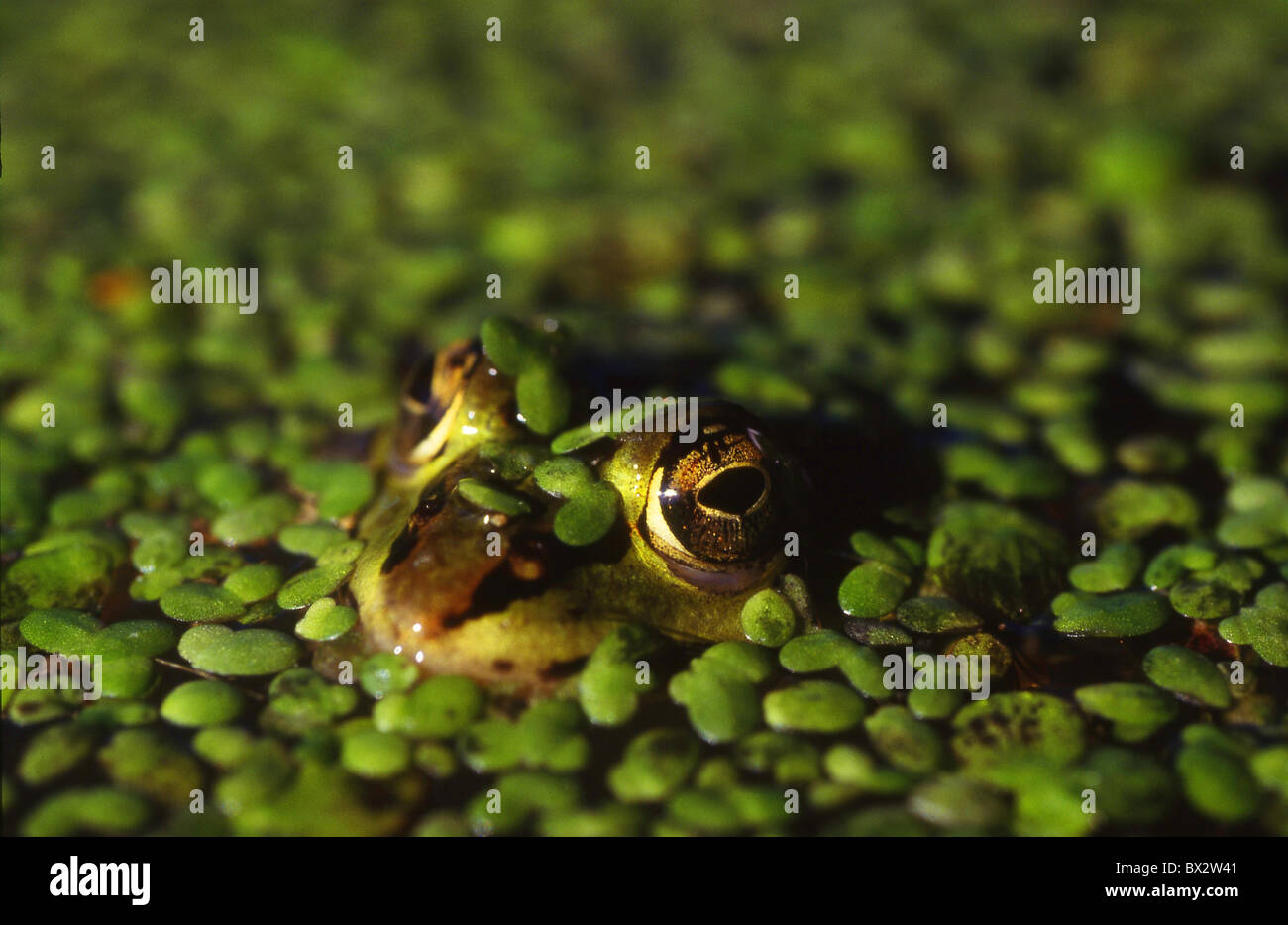 aquatic frog aquatic lenses frog eyes Green water animals animal ...