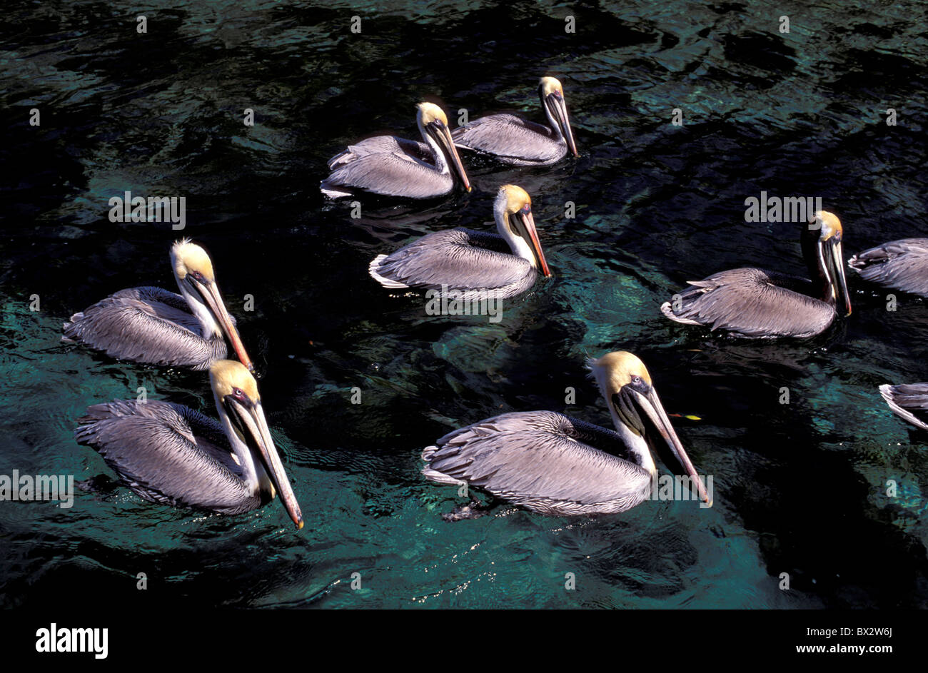 Brown Pelican Florida Pelecanus occidentalis Pelican Wiki Wachee Spring ...