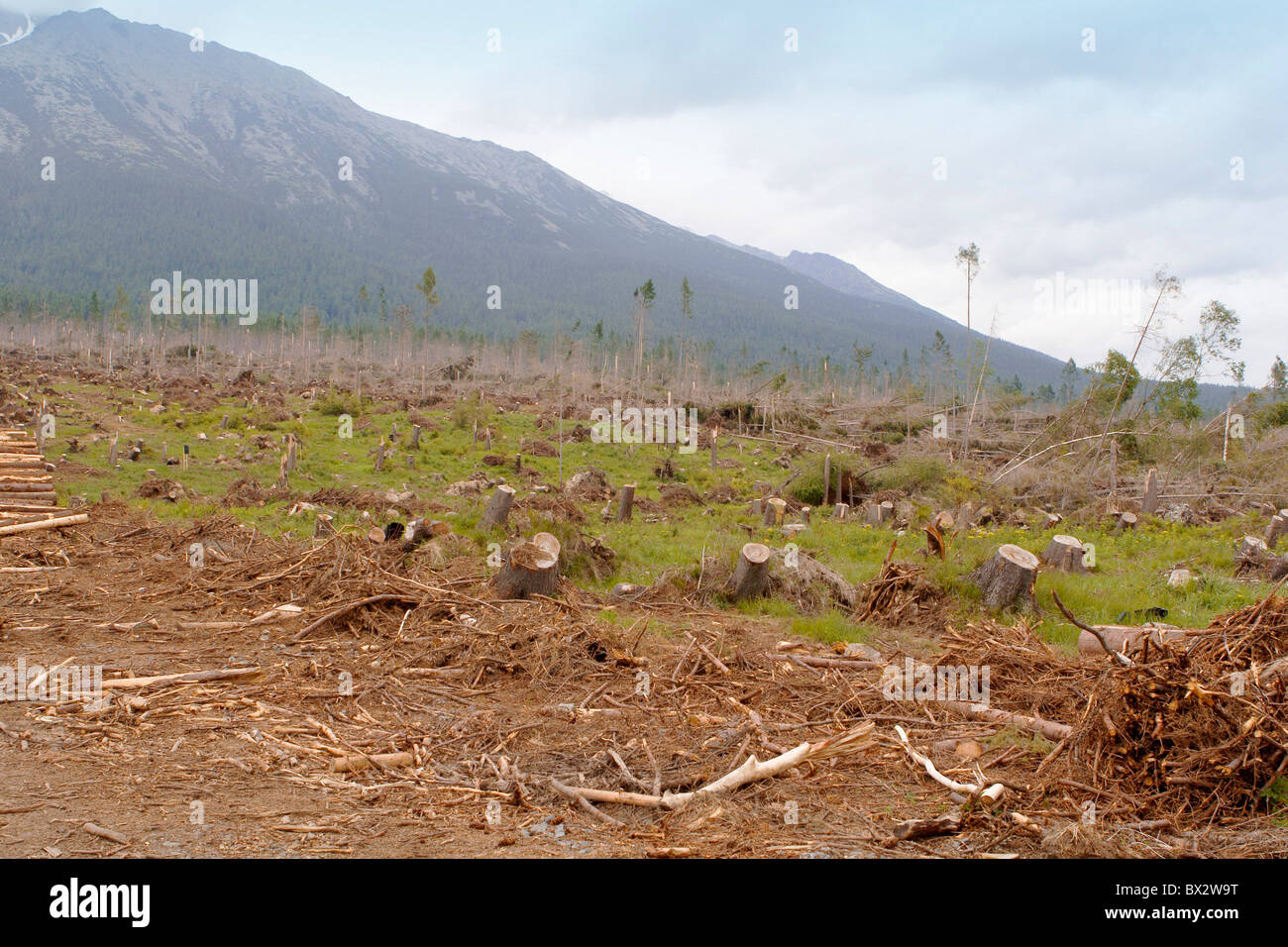 Damaged ecosystems hi-res stock photography and images - Alamy