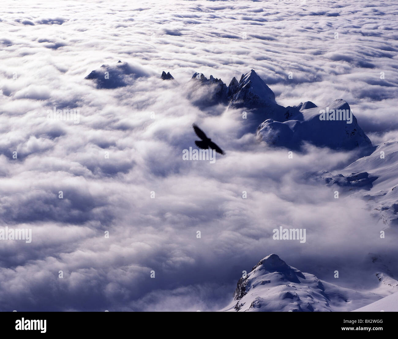 scenery landscape View from Santis Alpstein sea of fog bird alpine ...