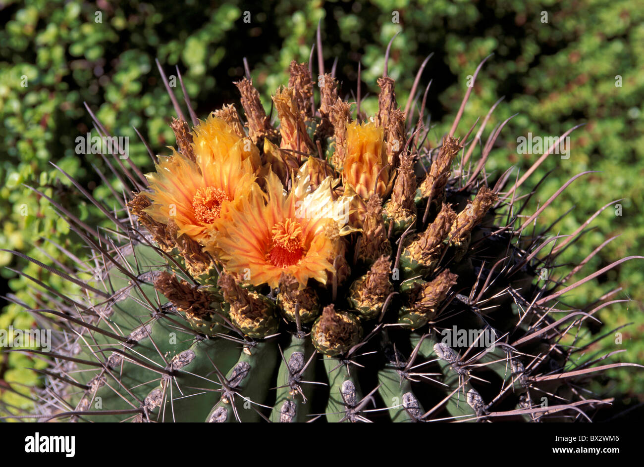 Baja California Sur Blooming Cactus Mexico Central America America ...