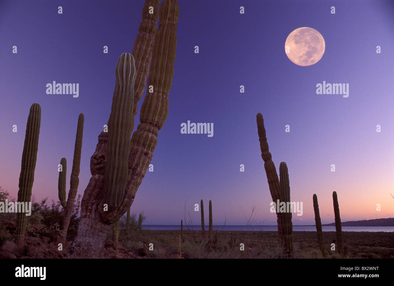 Baja conception hi-res stock photography and images - Alamy