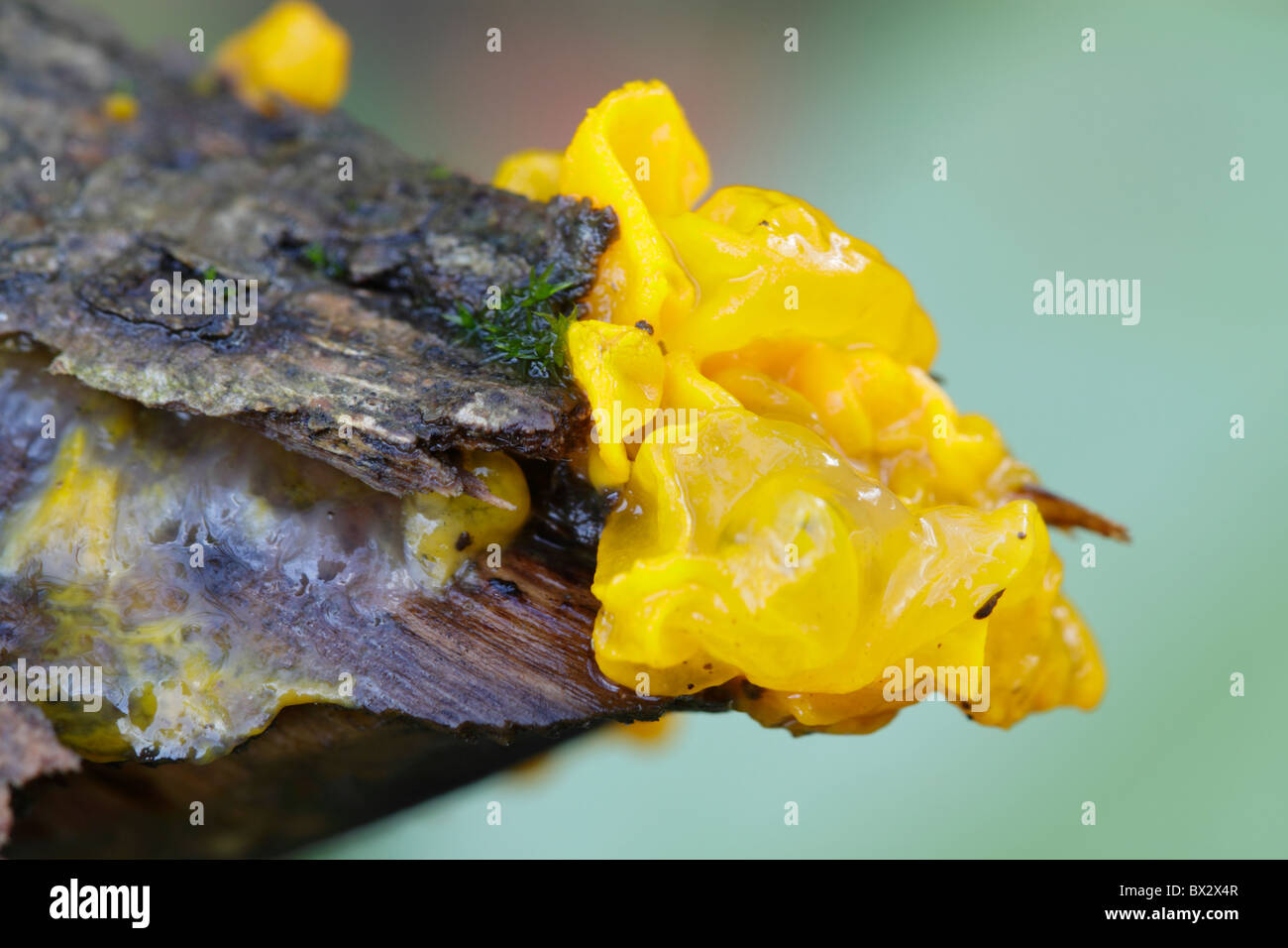 Bright yellow fungus on a piece of wood Stock Photo - Alamy