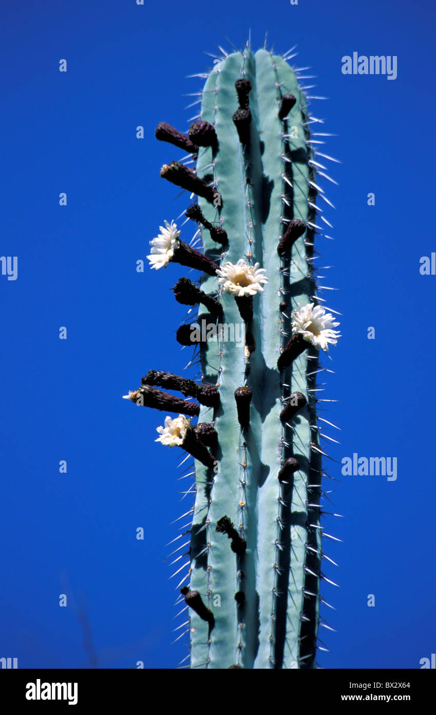 Blooming cactus Mexico Central America America Oaxaca Stock Photo - Alamy