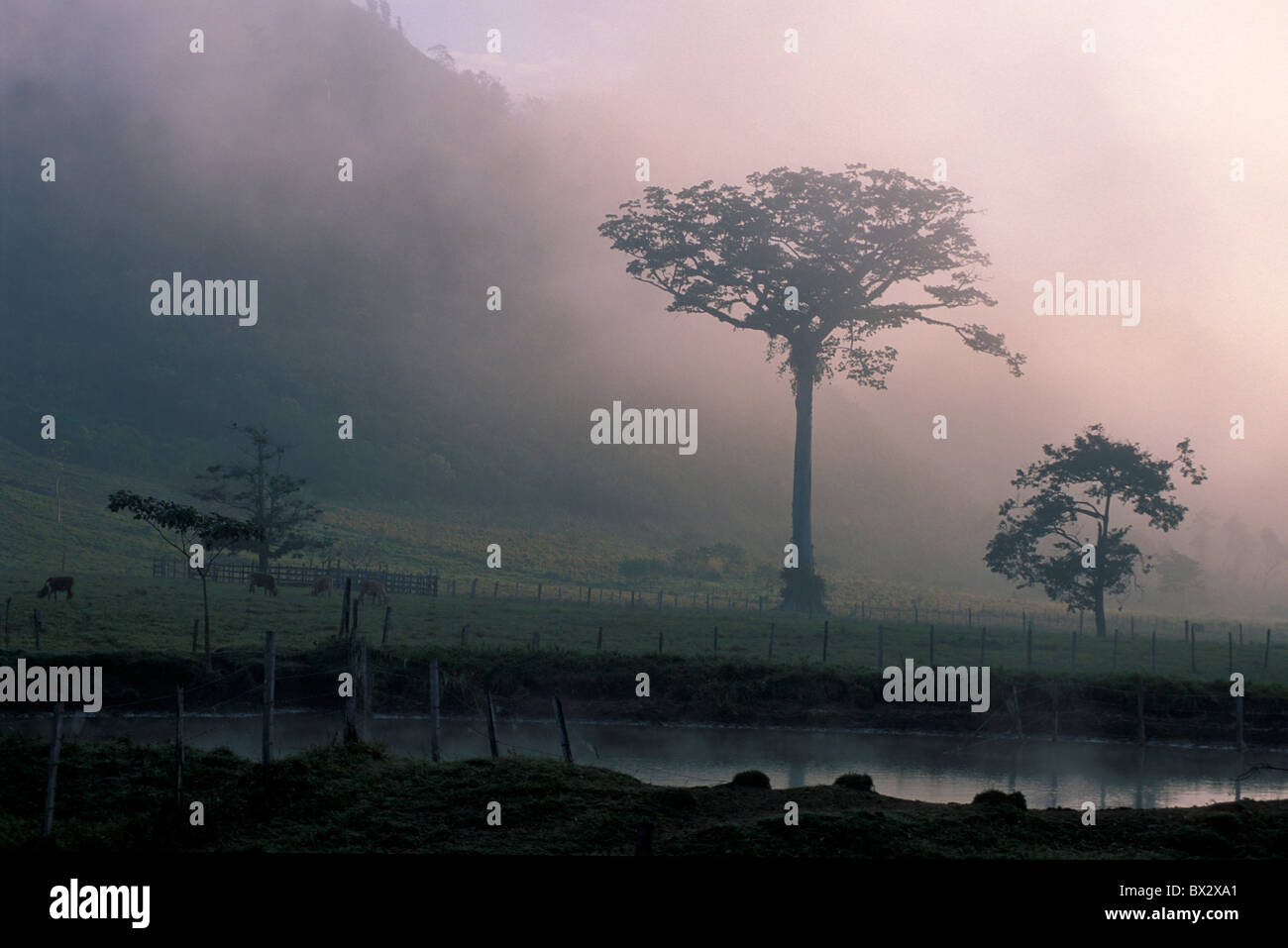 Chiapas Fog Mexico Central America America Morning near Palenque Stock ...