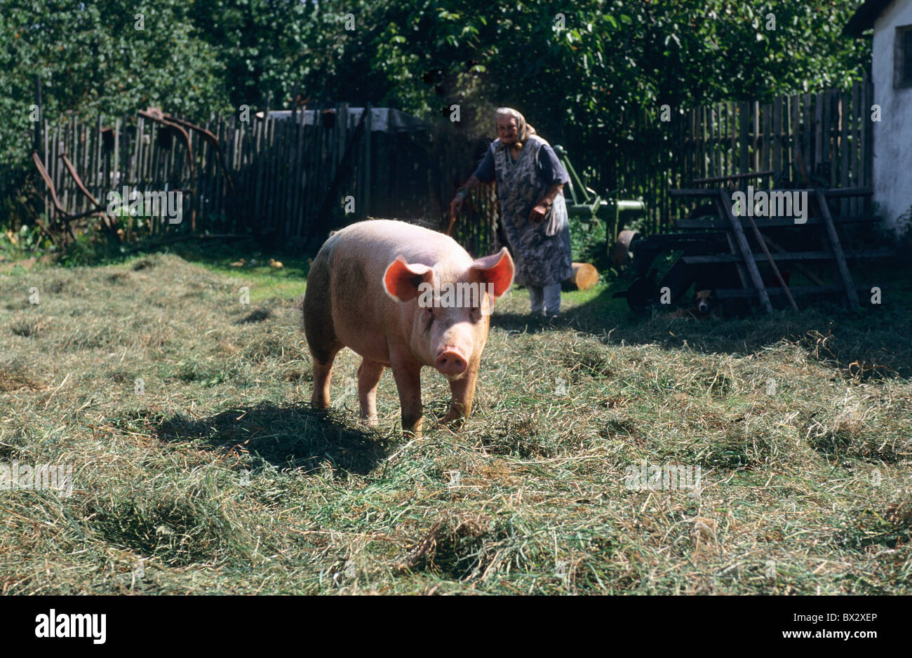 Animal Animals Color Colour Country Countryside Daytime Exterior Family ...
