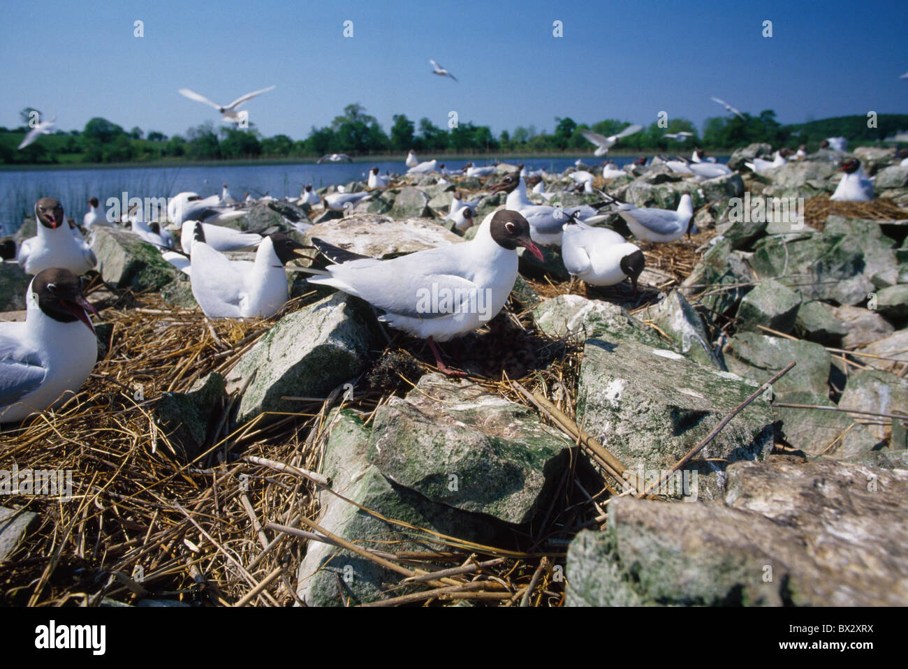 Irish Birds, Black-Headed Gulls, Lough Key, Ireland Stock Photo - Alamy