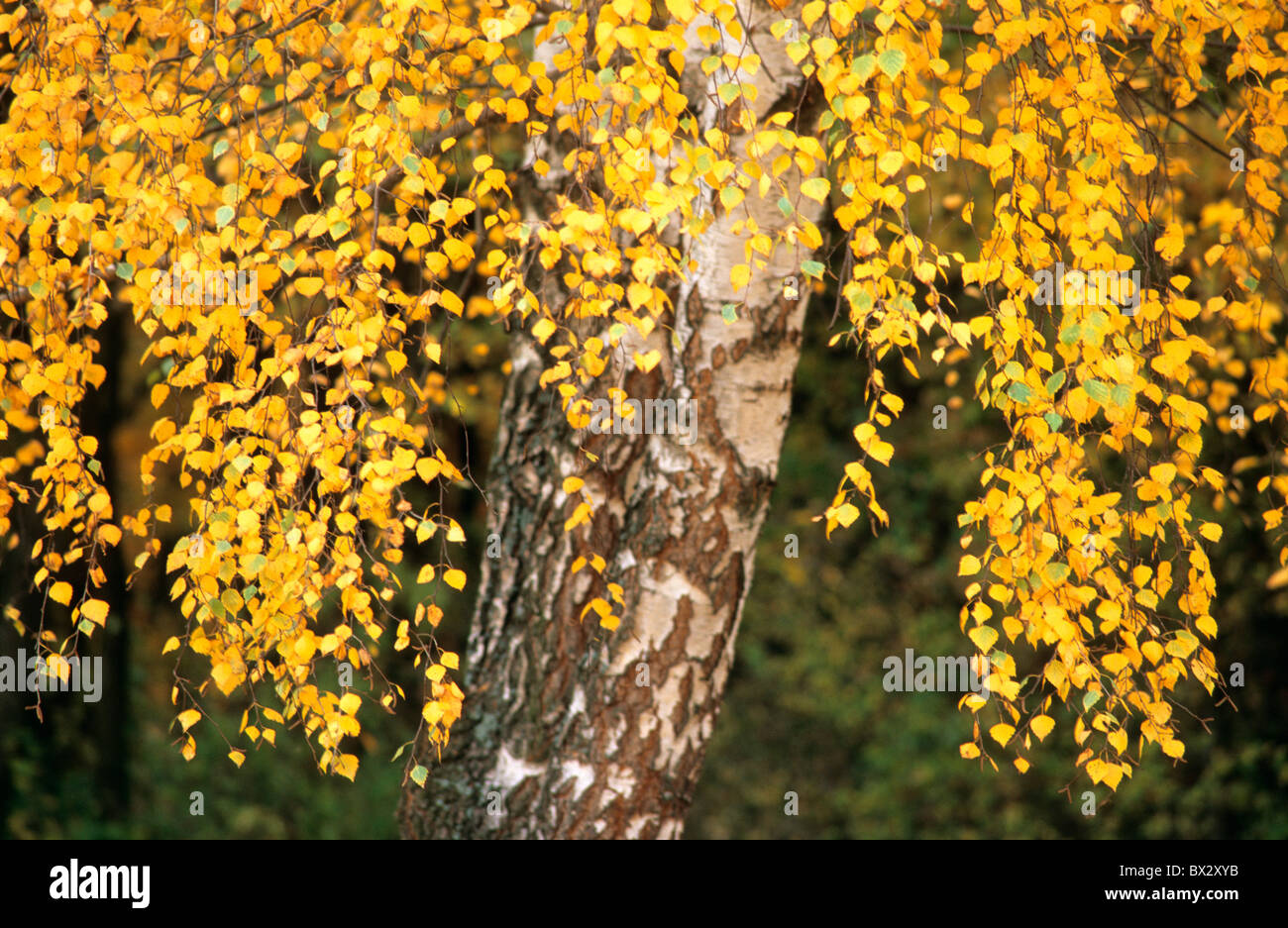 10813453 hi-res stock photography and images - Alamy