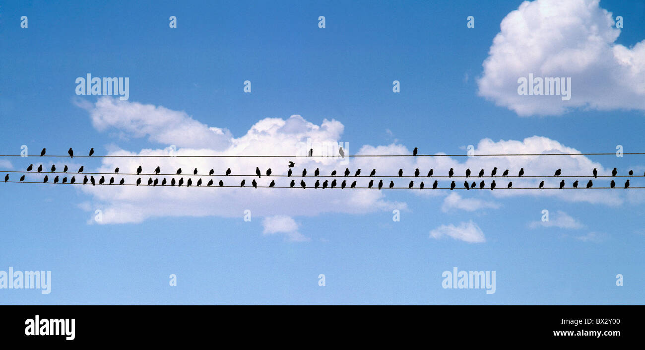 Animal Animals Bird Birds Cable Cables Color Colour Day Daytime Detail ...