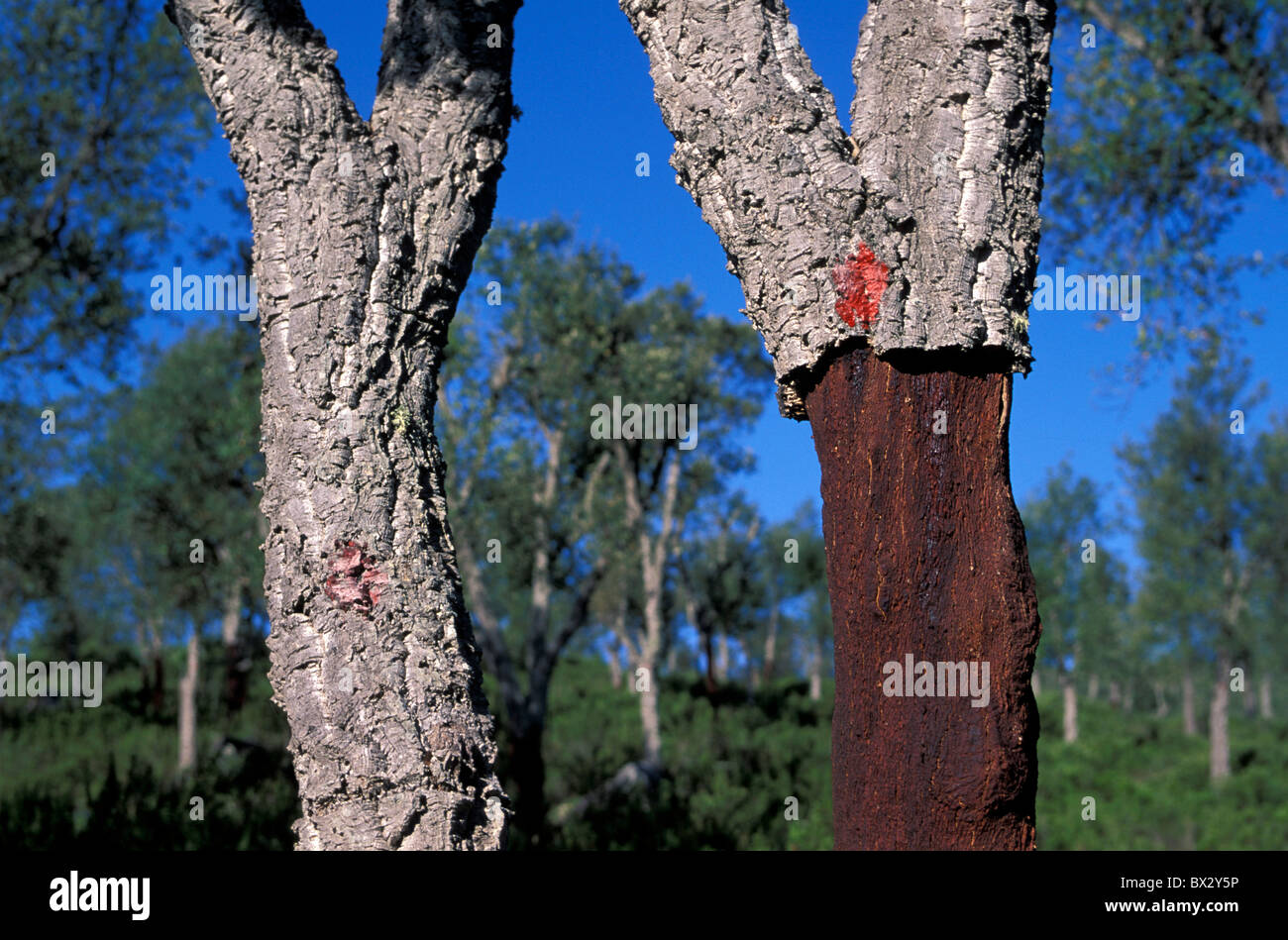 Africa near Chefchaouen Cork Oaks Forest Morocco North Africa cork ...