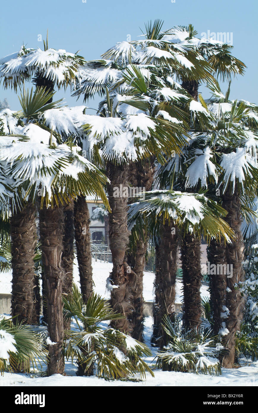 winter palm trees Chinese hemp palm tree palm tree snow Trachycarpus ...