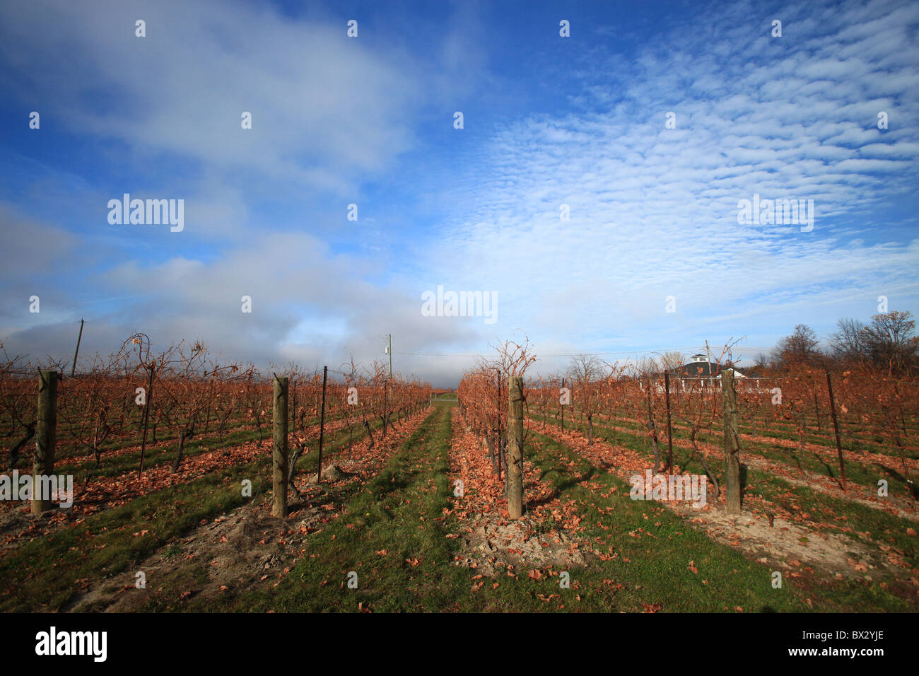 Inniskillin winery hi-res stock photography and images - Alamy