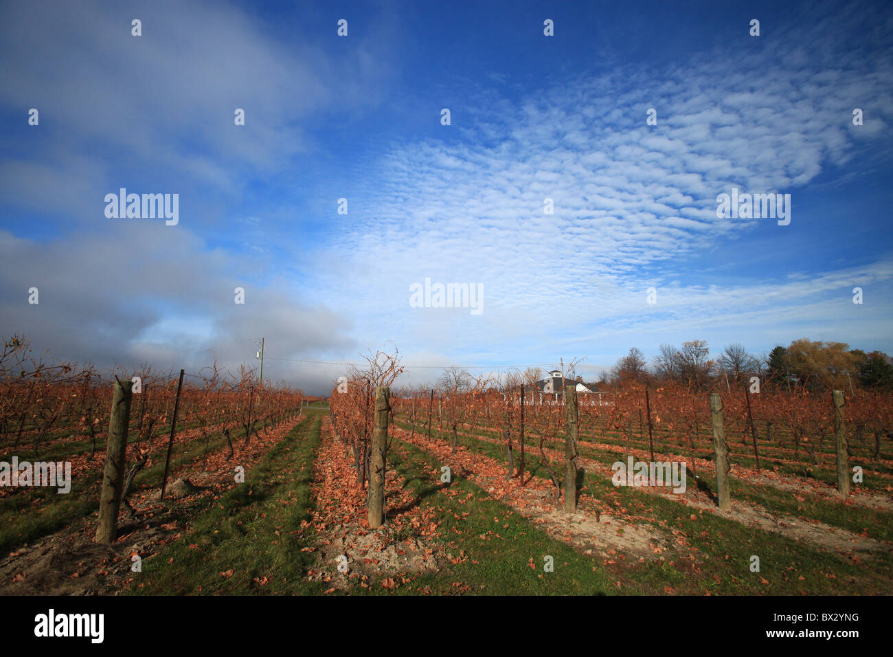 Inniskillin winery vineyard on Niagara-on-the-lake Stock Photo - Alamy