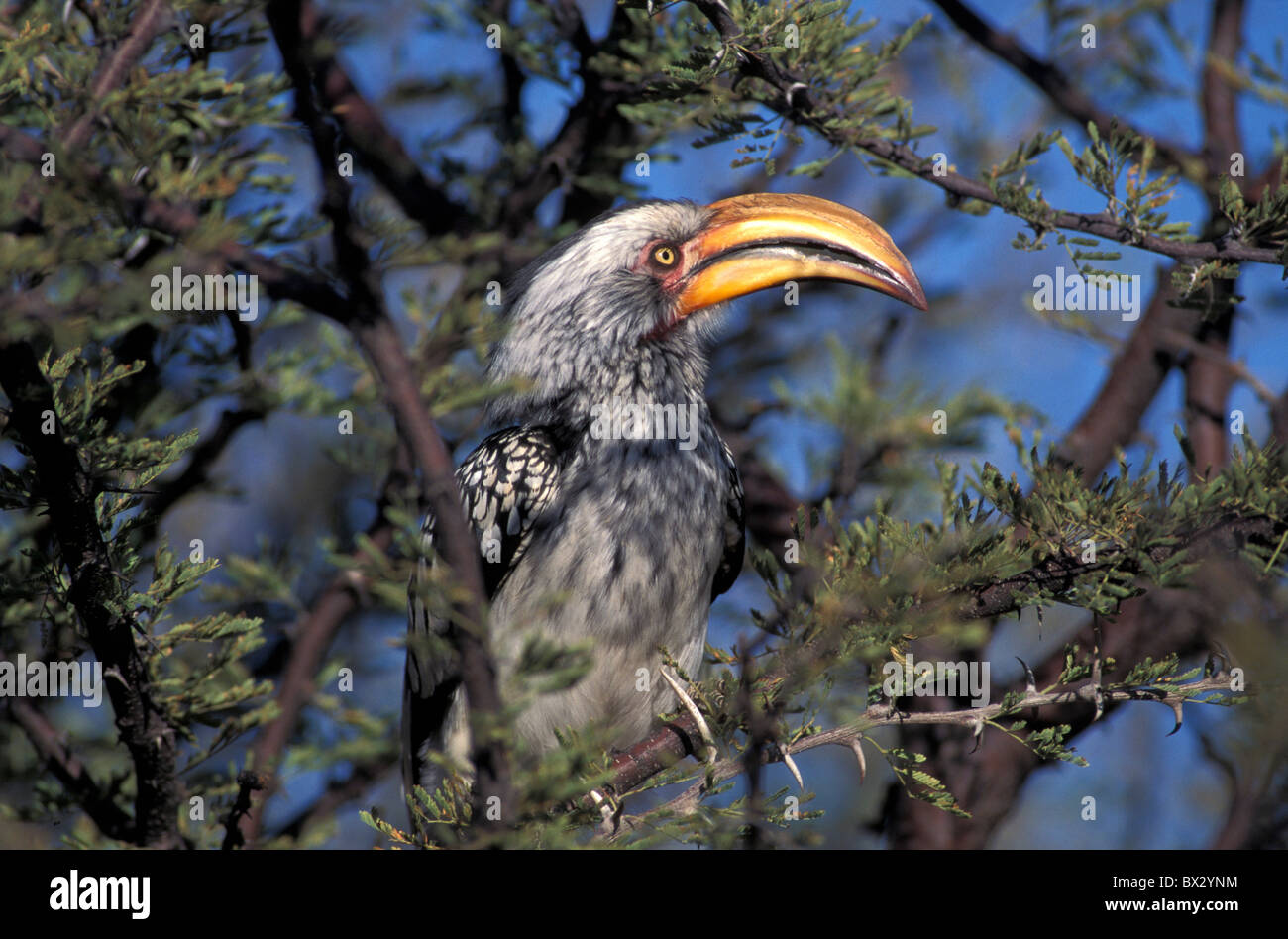 Africa Mount Ejo Safari Park Southern Yellow billed Hornbill Mount ...