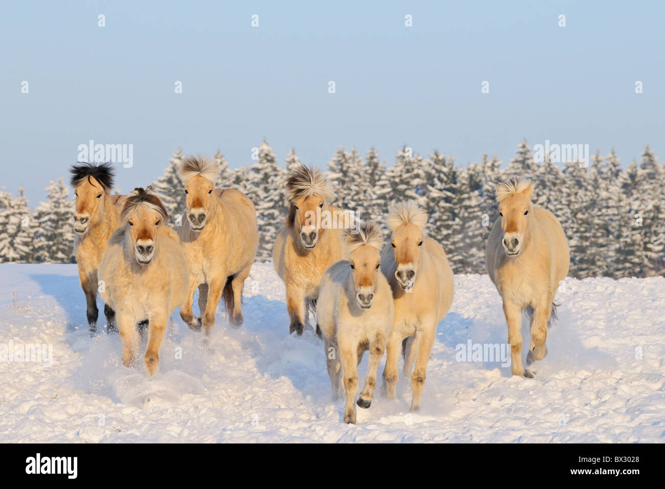Norwegian horse galloping in snow hi-res stock photography and images ...