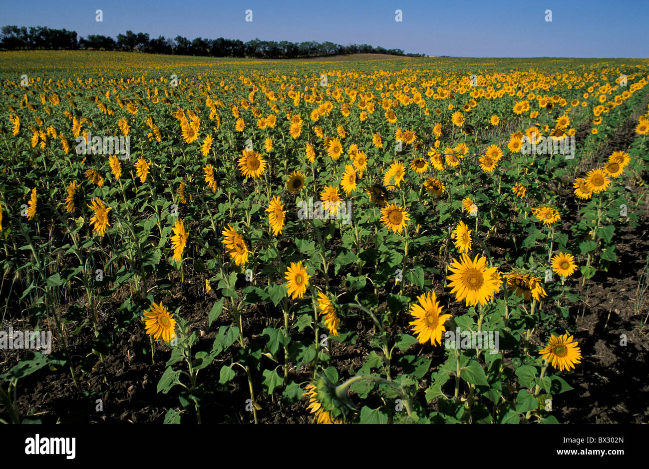 agriculture North Dakota field flower flowers monoculture plantation ...