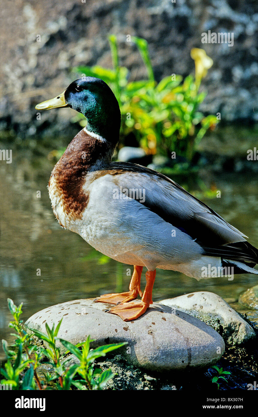 duck mallard Anas platyrhynchos male drake male duck birds bird animals ...