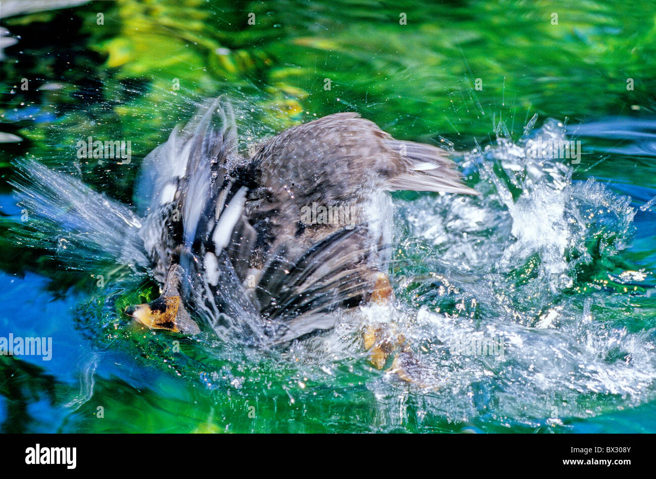 duck spatula duck dipping ducking water Barrow goldeneye Bucephala ...