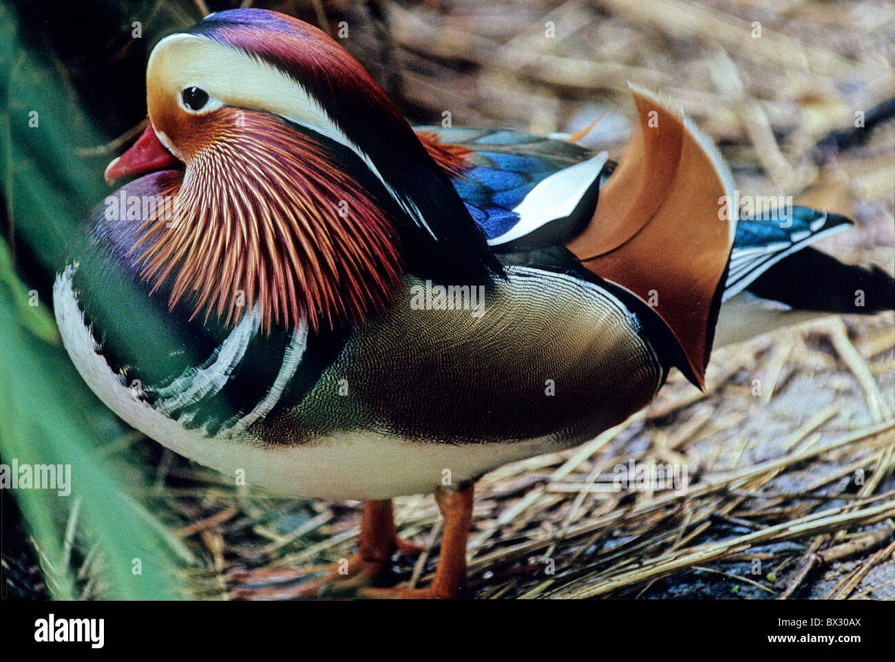 Mandarina duck hi-res stock photography and images - Alamy