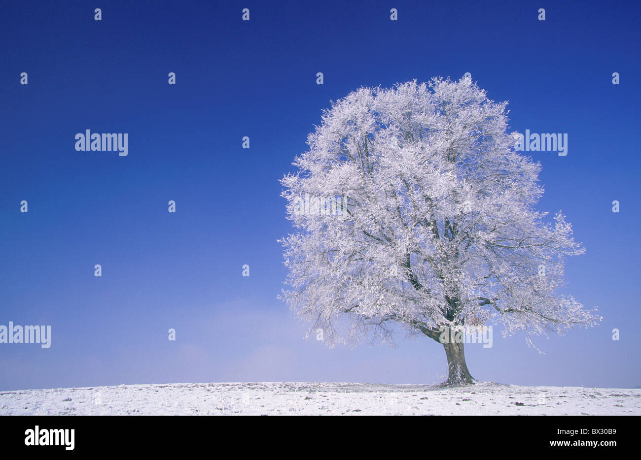 scenery landscape single tree individual empty hoarfrost cold ice ...