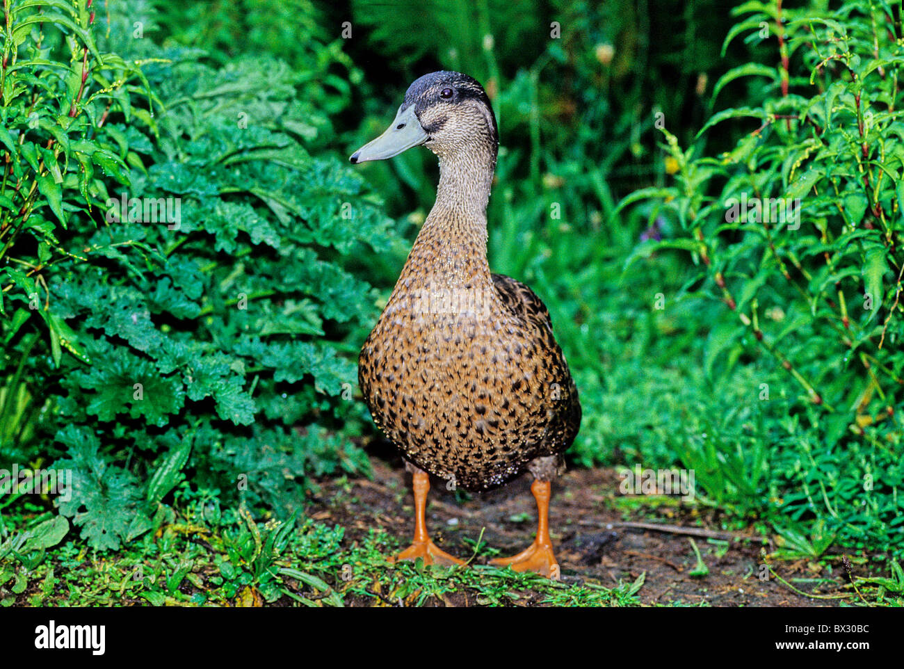 duck Grey Ducking Anas superciliosa birds bird animals animal water ...