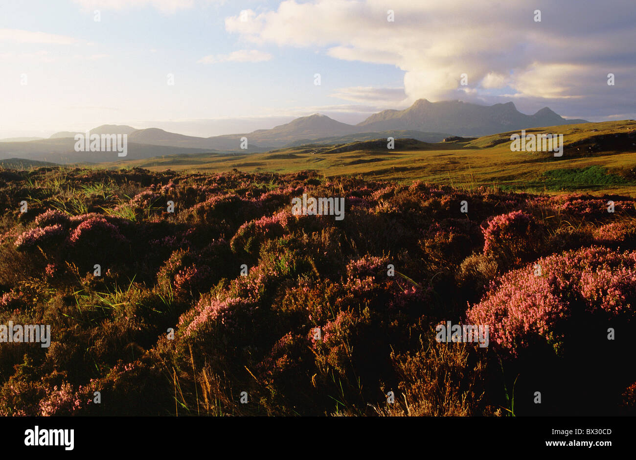 scenery landscape Ben Loyal 765 ms heather moor Erika Calluna vulgaris ...