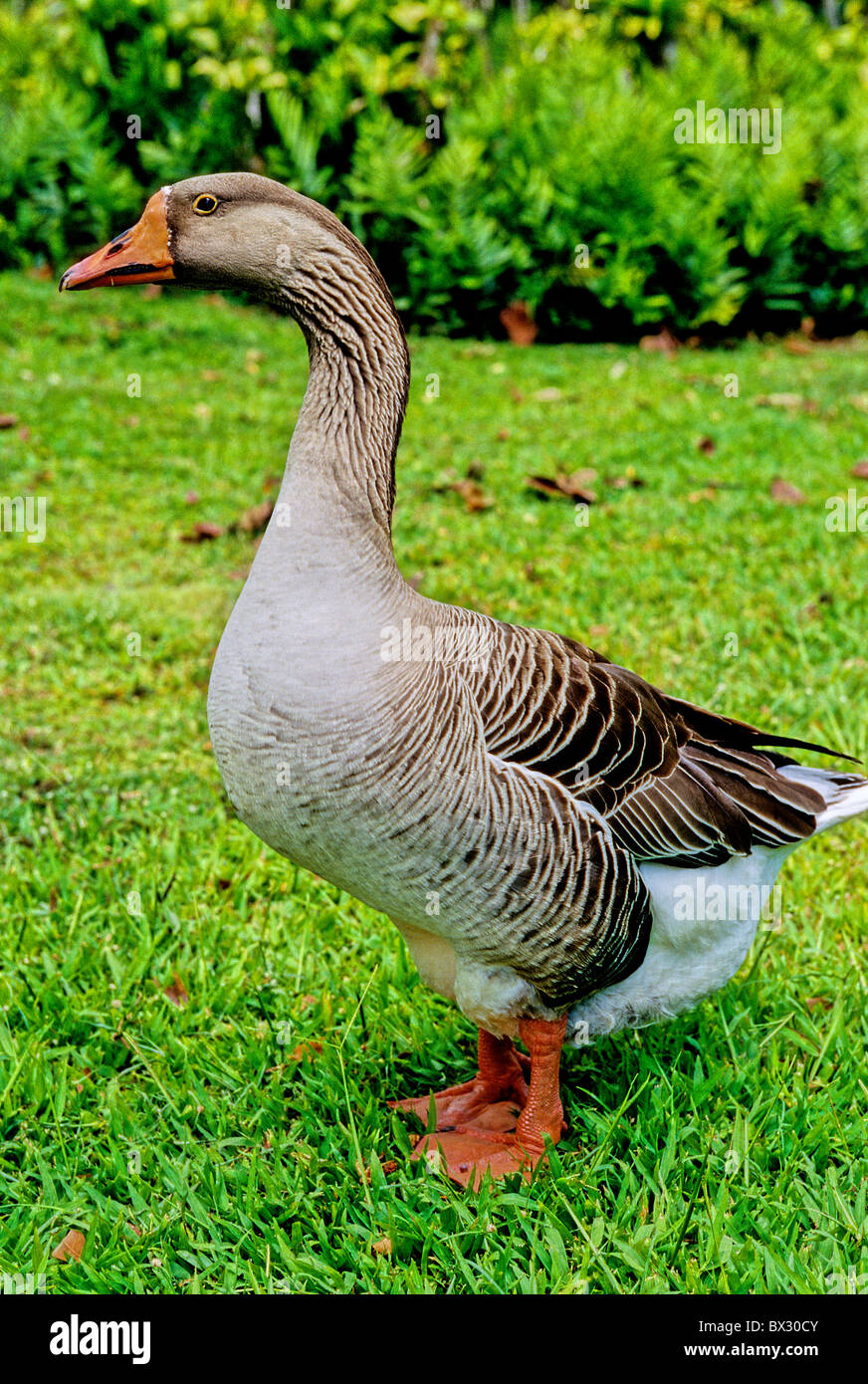 goose afeared goose Anser anser bird birds animals animal Stock Photo ...