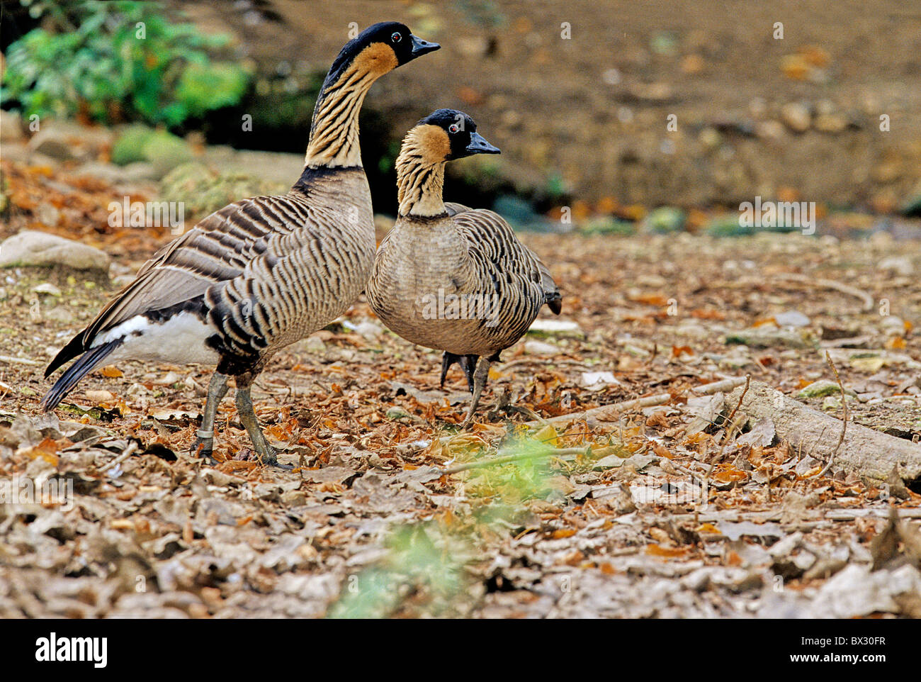 Hawaii goose Branta sandvicensis geese goose bird birds animals animal ...