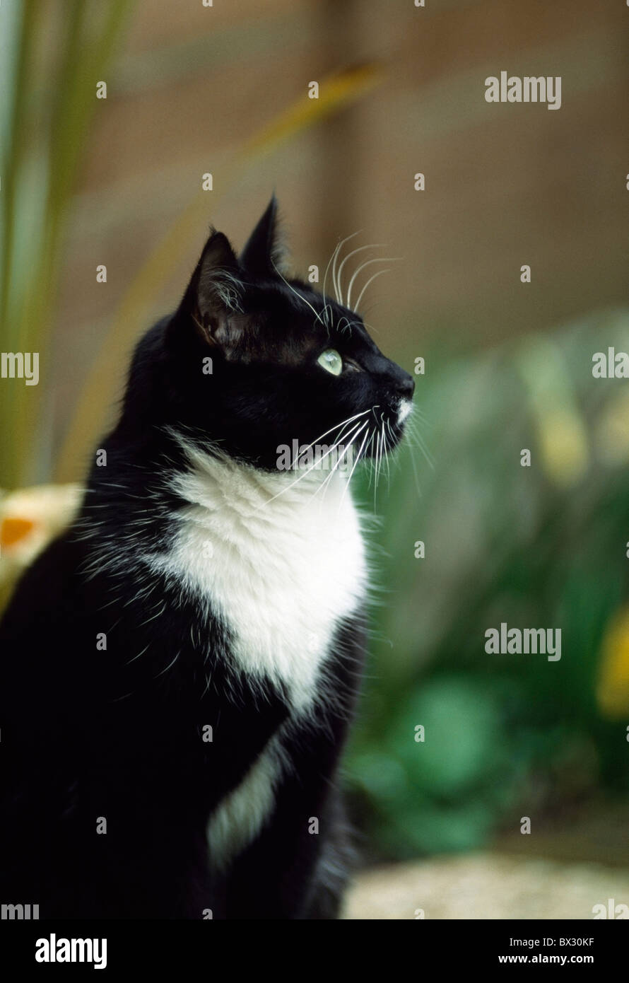 Cat observation hi-res stock photography and images - Alamy