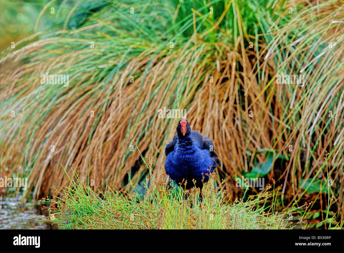 Bird birds new zealand hi-res stock photography and images - Alamy