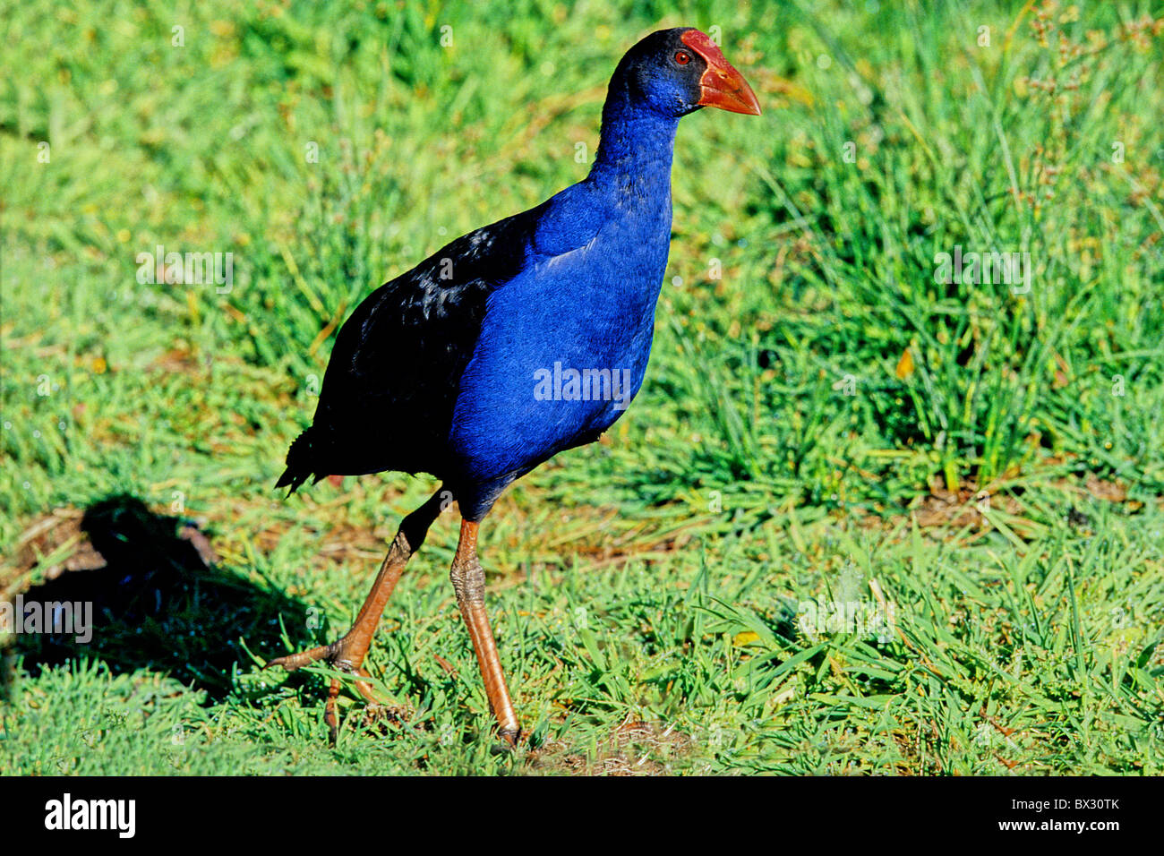 Pukeko Porphyrio porphyrio melanotus pure pure chicken rail animals ...