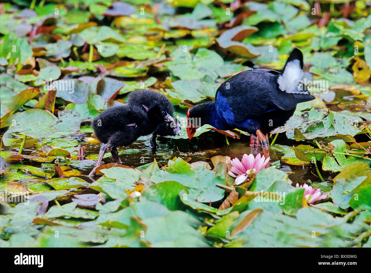 Pukeko Porphyrio porphyrio melanotus pure pure chicken rail young ...