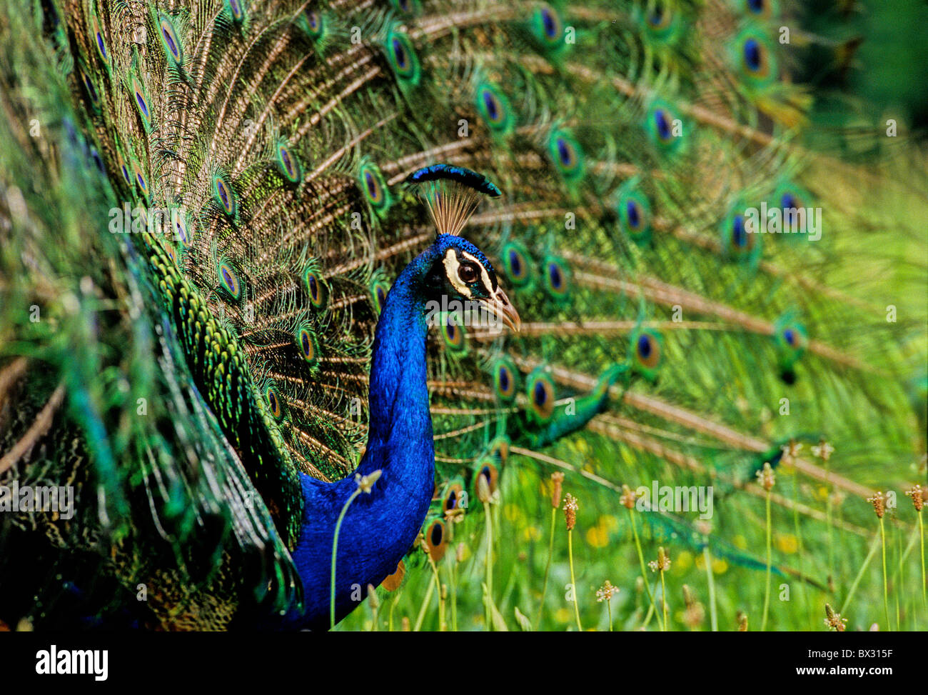 peacock Pavo cristatus India Asia bird birds animals animal Stock Photo ...