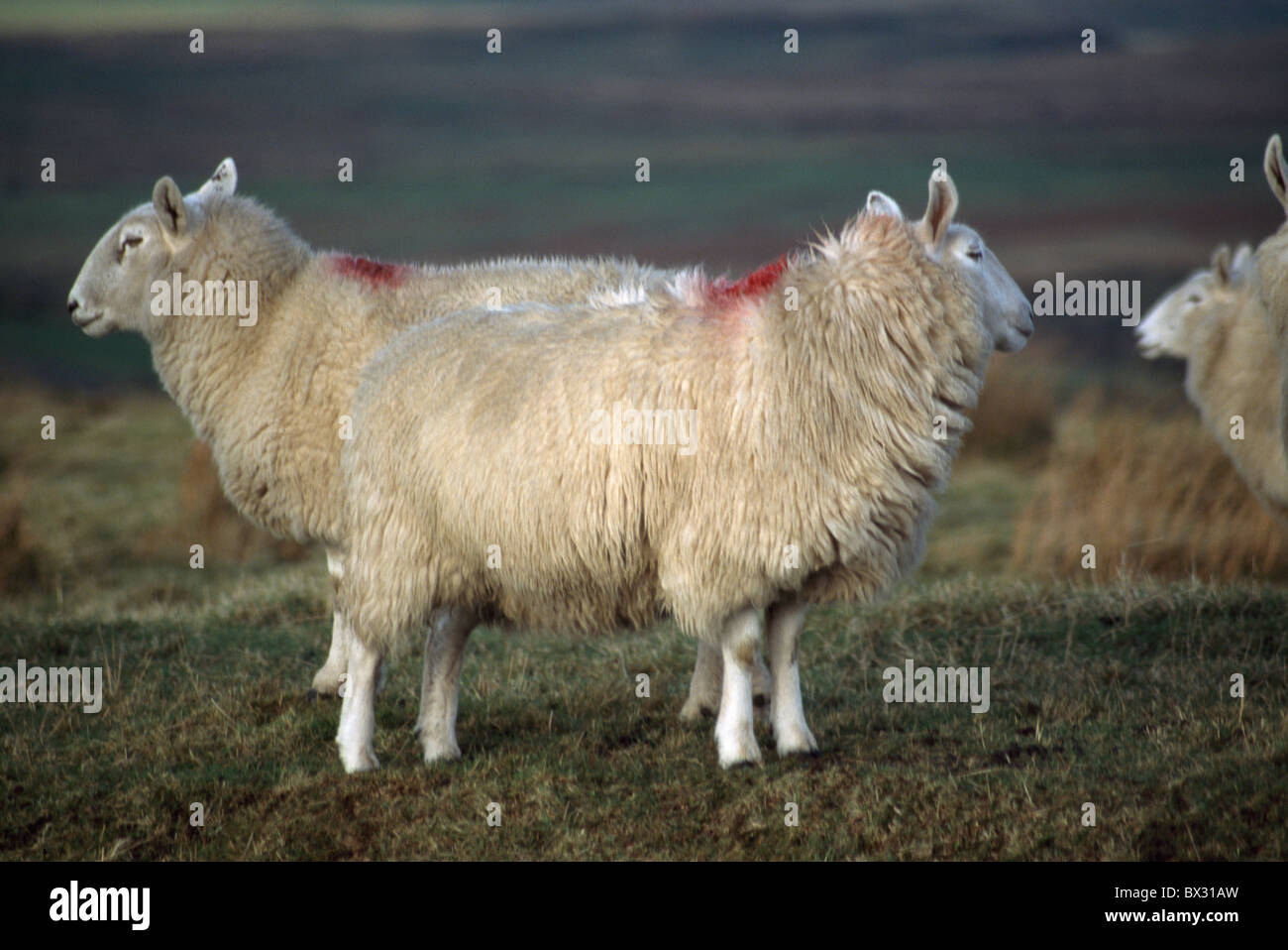 Branded sheep hi-res stock photography and images - Alamy