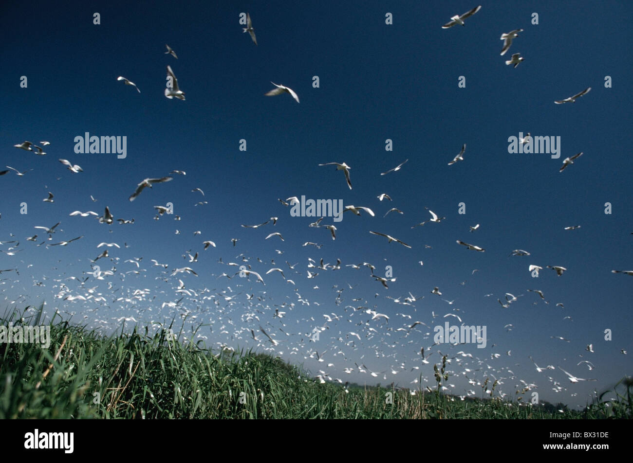 Lough neagh lake co armagh hi-res stock photography and images - Alamy