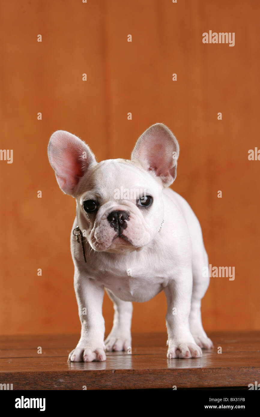 Light brown french bulldog white hi-res stock photography and images ...