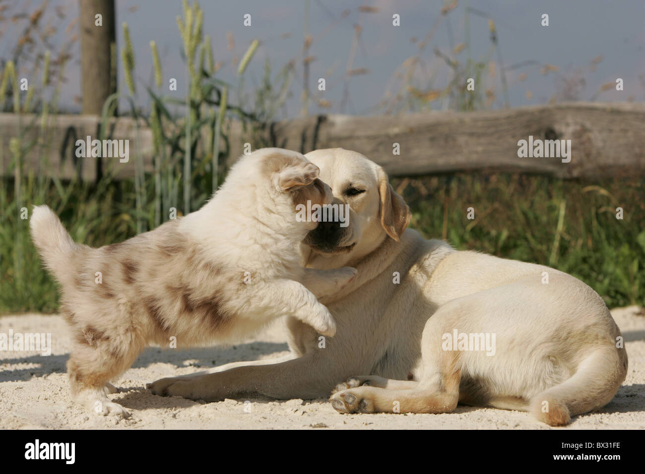 Labrador Retriever and Australian Shepherd Stock Photo - Alamy