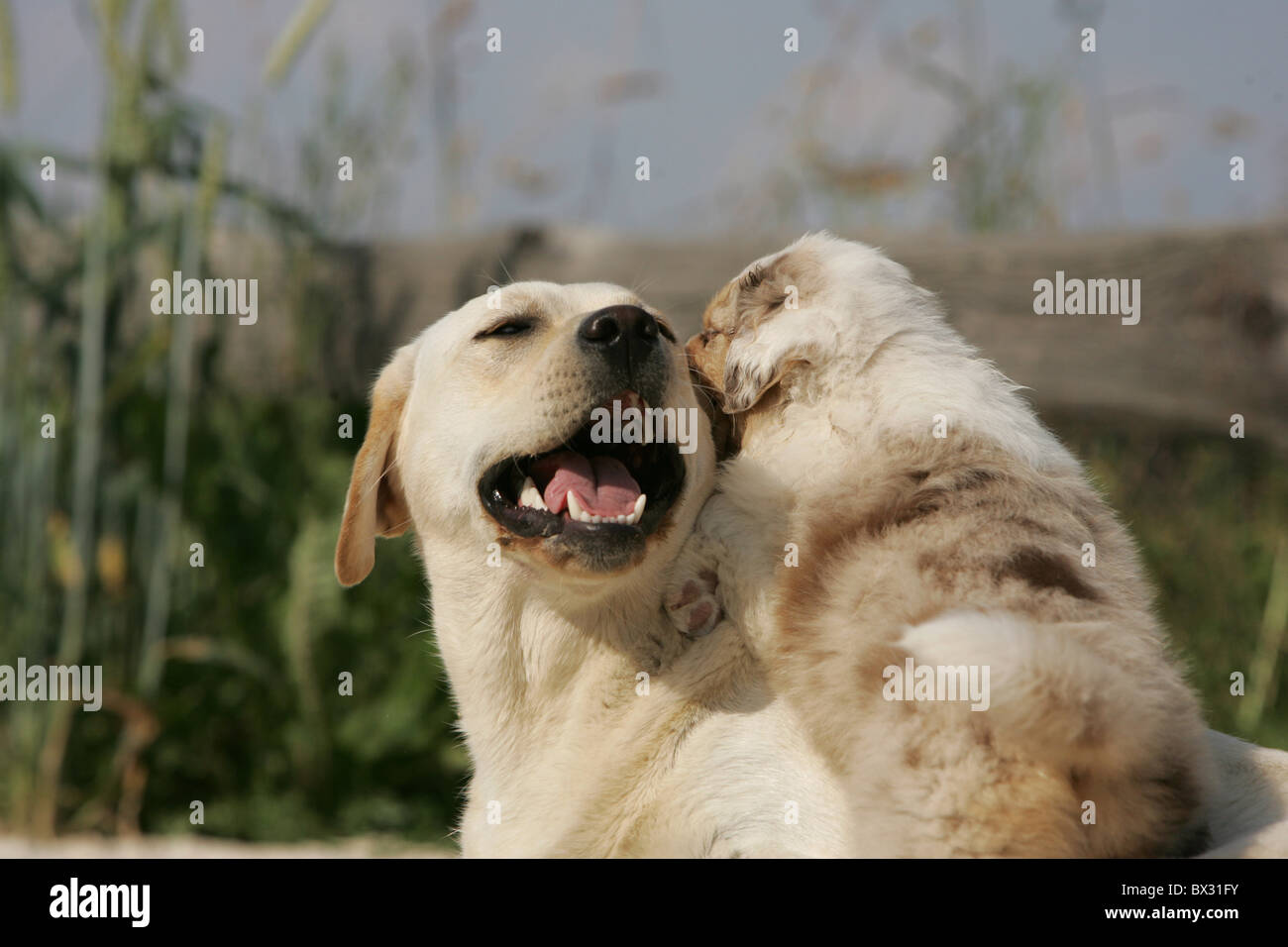 Labrador Retriever and Australian Shepherd Stock Photo - Alamy