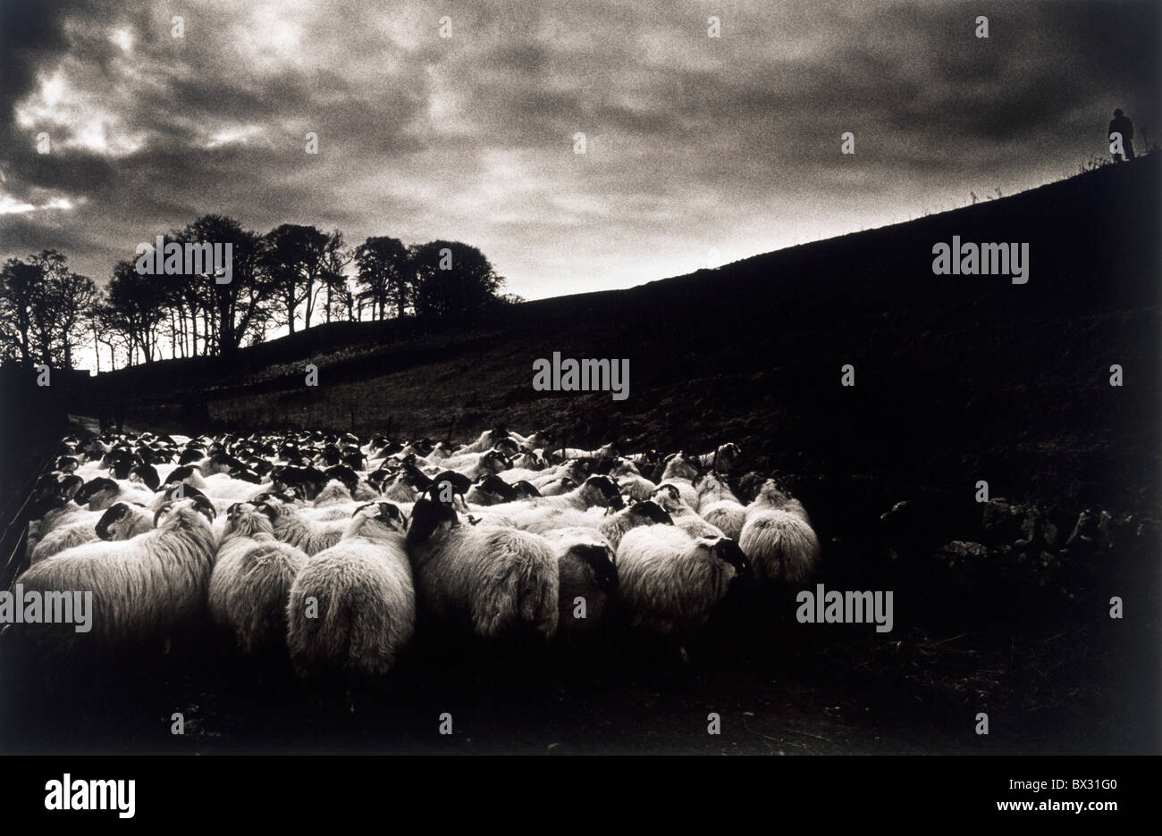 Sheep photographs hi-res stock photography and images - Alamy