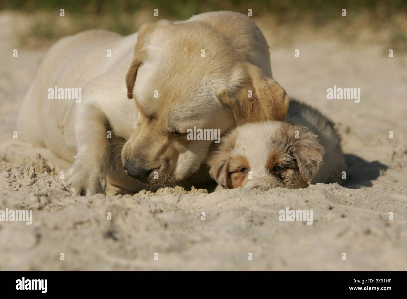 Labrador Retriever and Australian Shepherd Stock Photo - Alamy