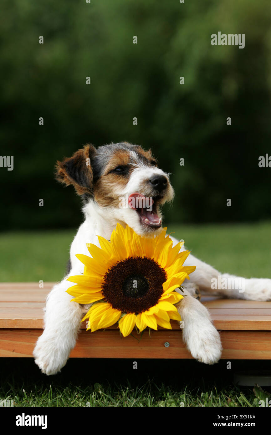 Jack Russell Terrier Puppy Stock Photo - Alamy