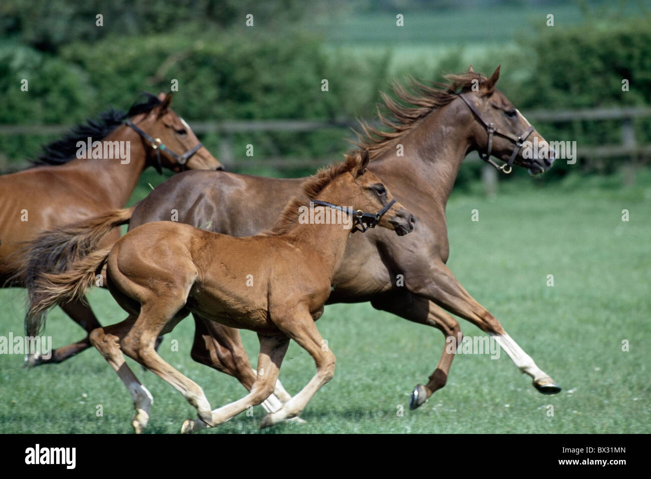Thoroughbred Horses, Ireland Stock Photo - Alamy