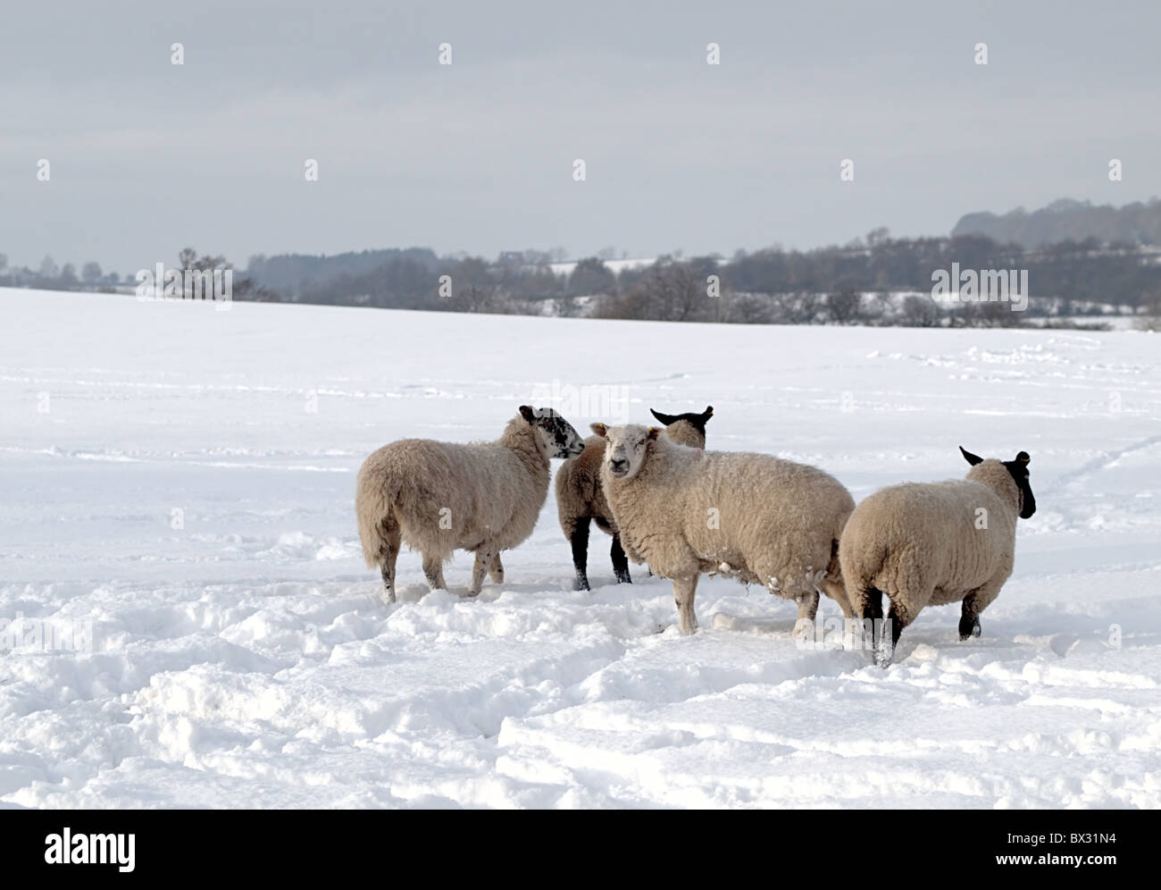 Sheep snow hi-res stock photography and images - Alamy