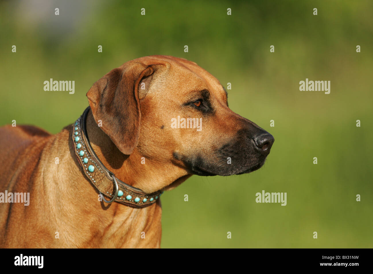 Rhodesian Ridgeback Portrait Stock Photo - Alamy