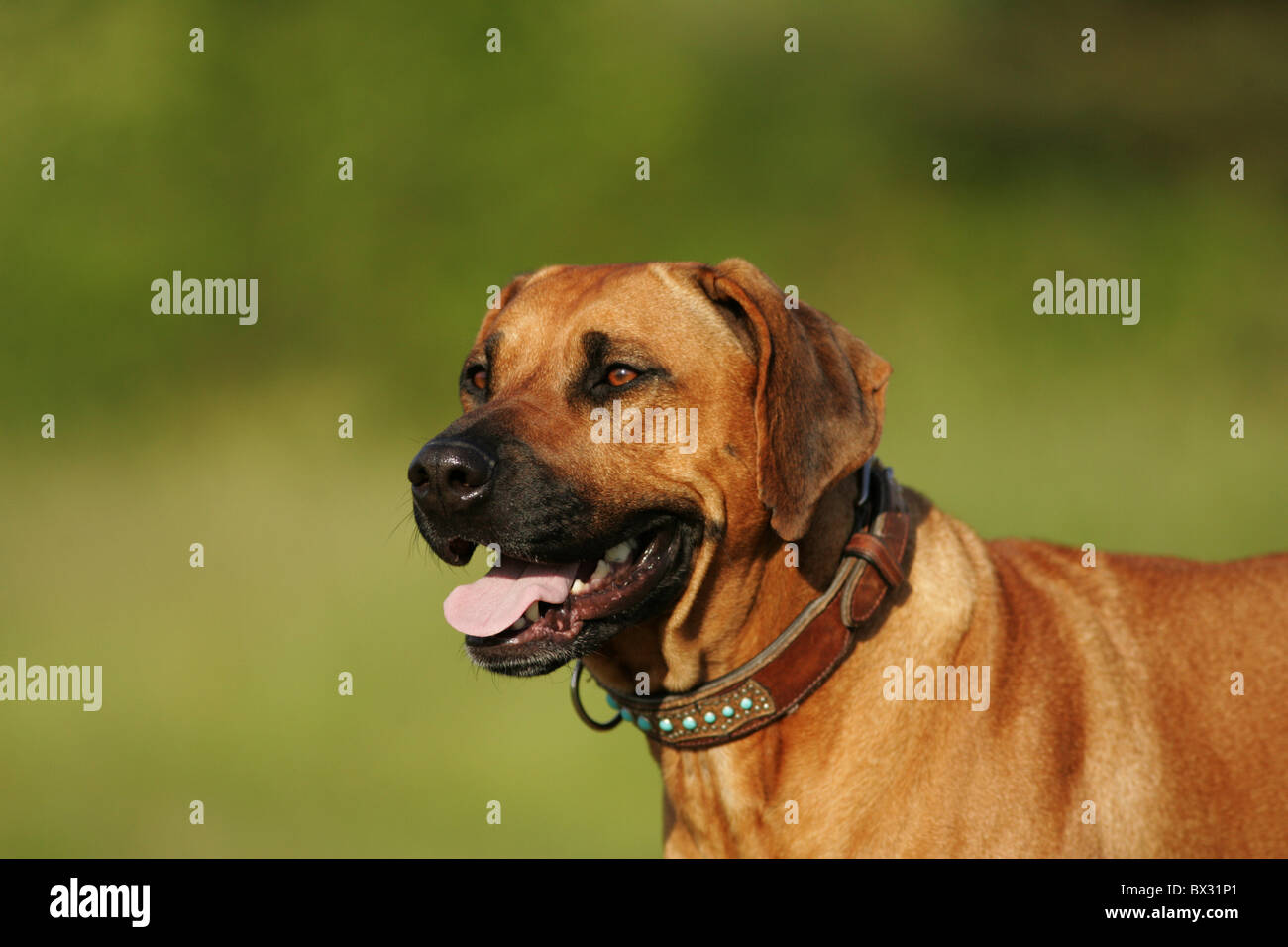 Rhodesian Ridgeback Portrait Stock Photo - Alamy